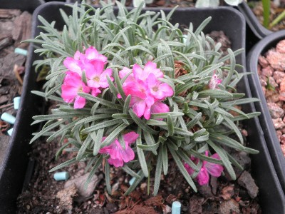 Armeria COMPACTA RUBRA.JPG :: Skalničky Jundrov